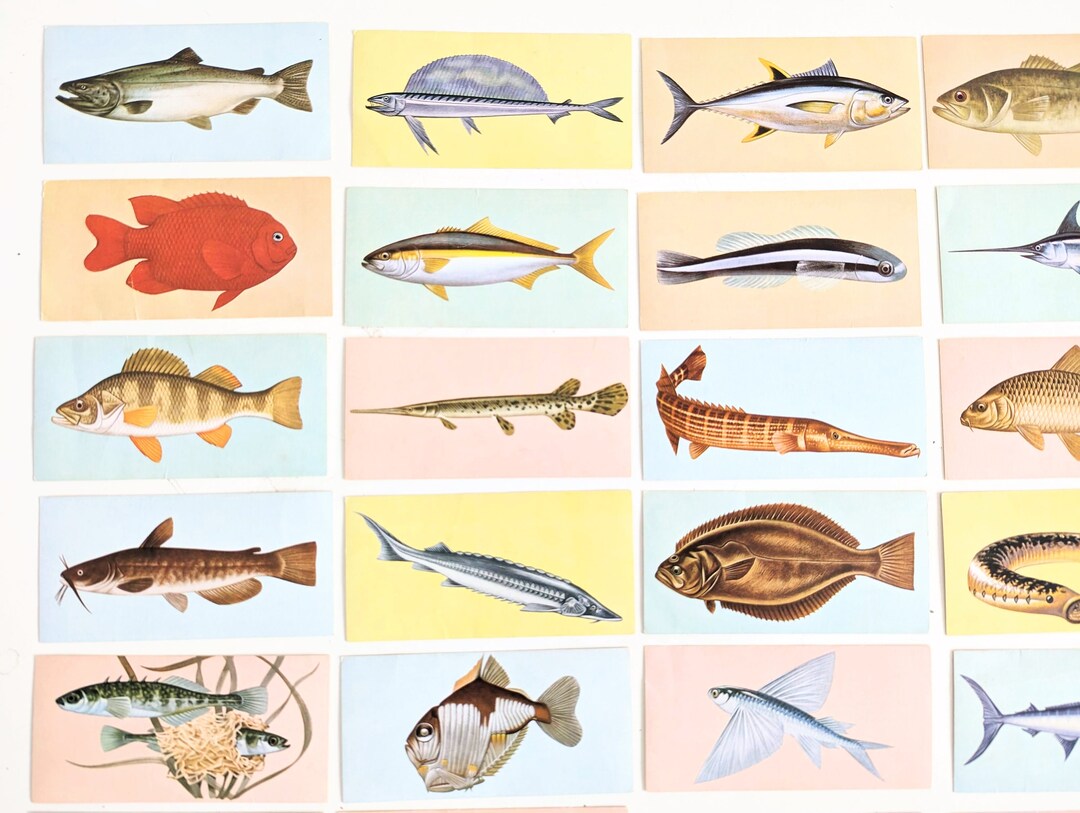 Vintage Fish Flash Cards Vintage Flash Cards Teach Me Fishes - Etsy