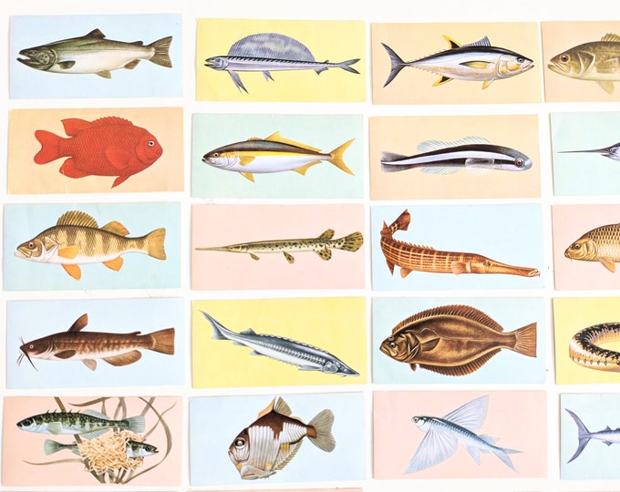 Vintage Fish Flash Cards, Vintage Flash Cards, Teach Me Fishes Cards ...