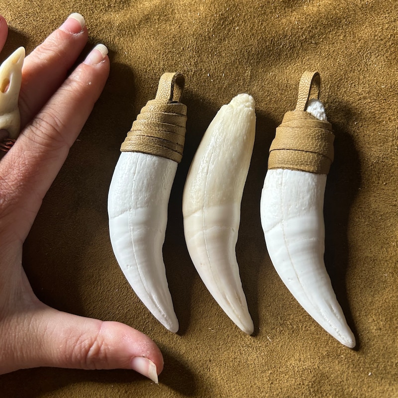 Real Tiger Tooth - Etsy