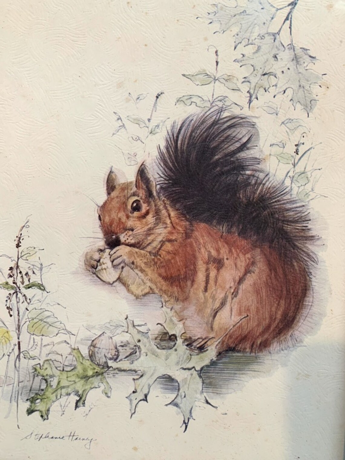 Vintage Stephanie Harney Squirrel Print in 10 X 12 Frame - Etsy