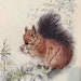 Vintage Stephanie Harney Squirrel Print in 10 X 12 Frame - Etsy