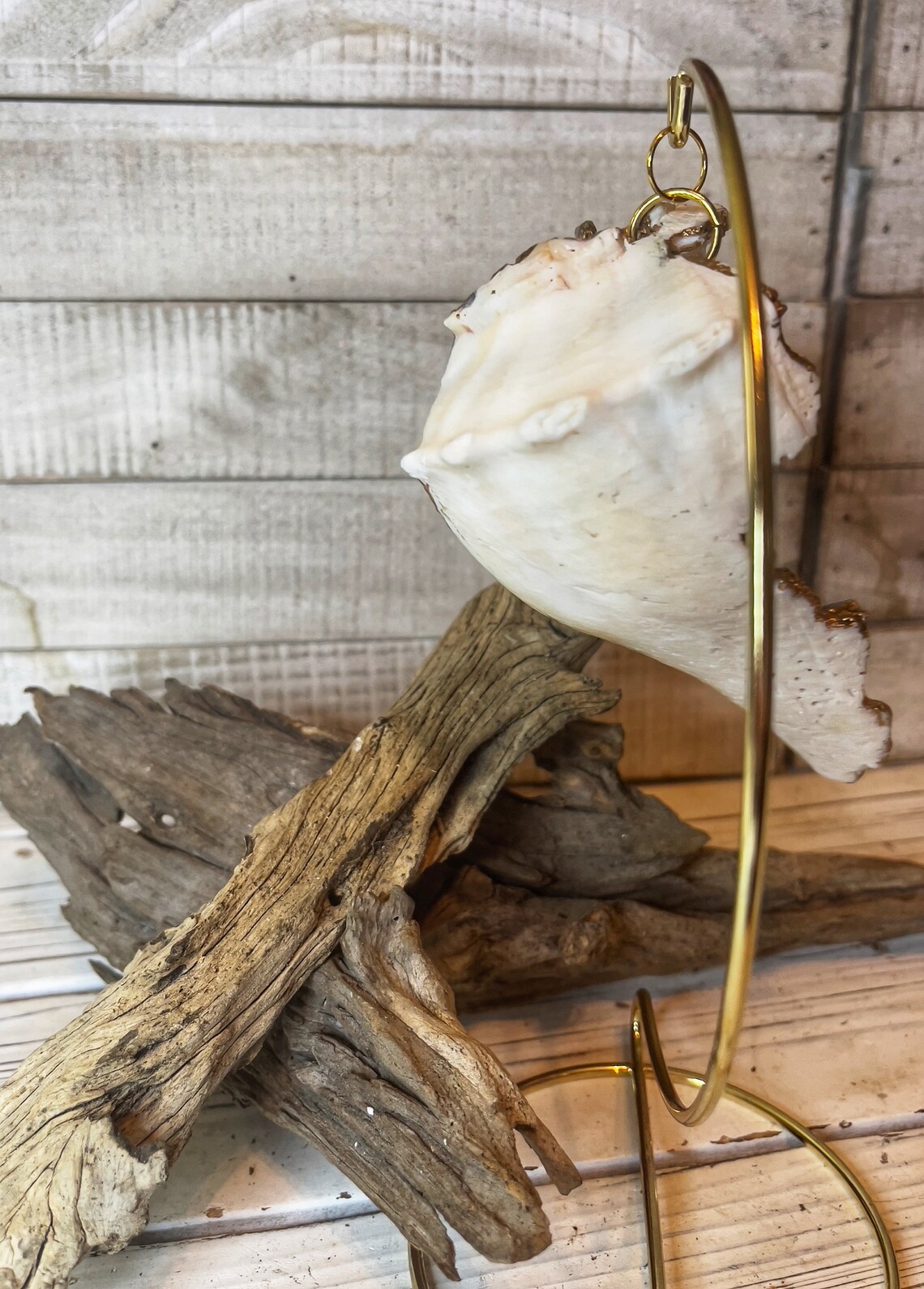 Decoupaged Conch Shell on Display Stand/decoupaged Conch Decor/nautical ...