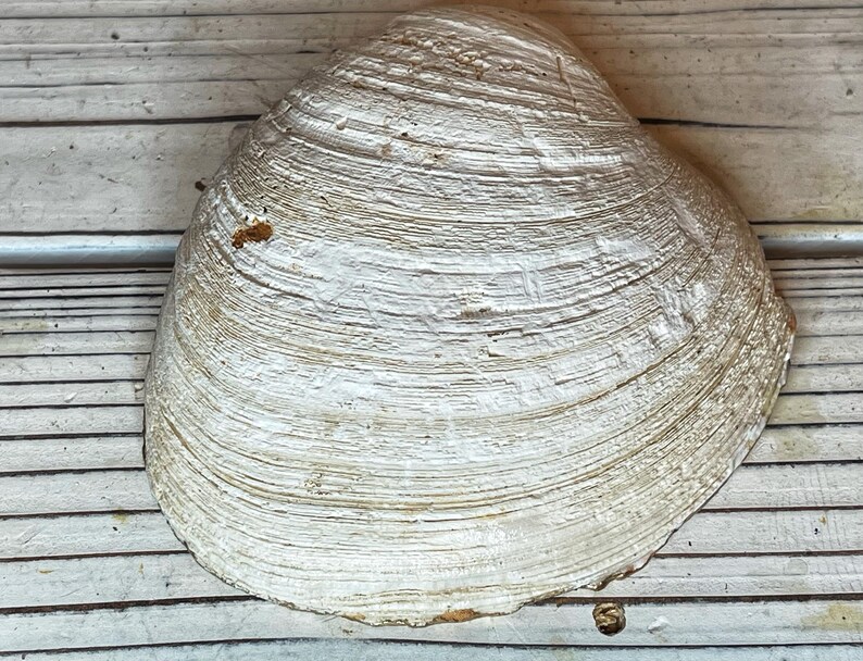 Pumpkins Clam Shell and Oyster Shell Trinket Dish/ Ring Dish/ Coastal ...