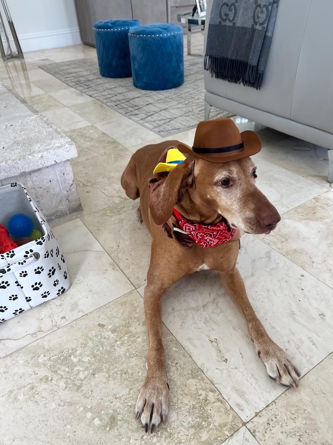 Western Dog Outfit - Cute Cowboy Costume, Dog Costume, Cowboy Dog ...