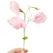Sweet Pea Vine: Handmade Crepe Paper Flowers - Etsy Canada