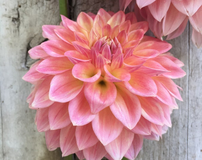 Bloomquist Alan Dahlia Tuber - Etsy