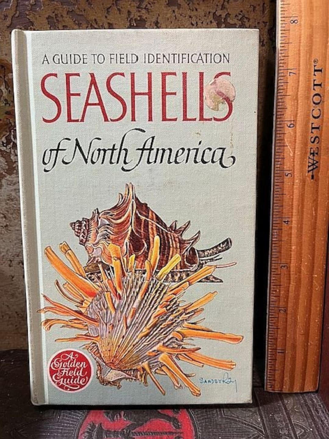 1968 Vintage A Guide to Field Identification Seashells of North America ...