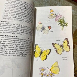 1994 Peterson First Guides Butterflies and Moths PB Book North America ...