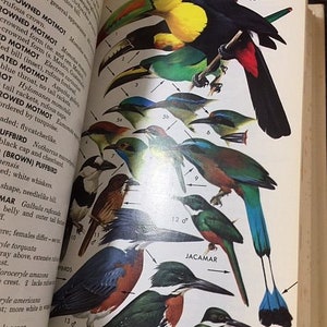 1973 Vintage A Field Guide to Mexican Birds 1st Printing HB - Etsy