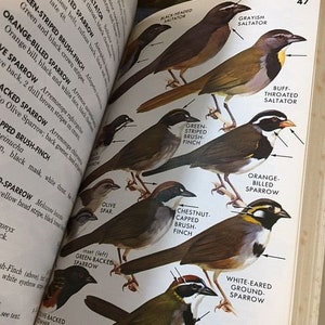 1973 Vintage A Field Guide to Mexican Birds 1st Printing HB - Etsy