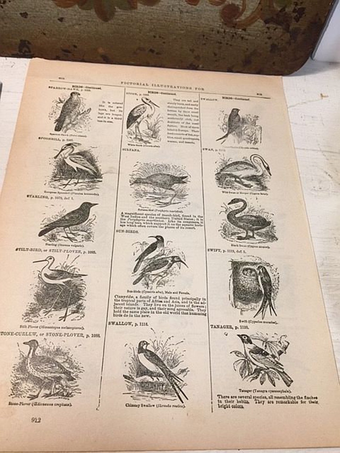 Lot of Vintage Birds Encyclopedia Page Cards Misc for Junk - Etsy