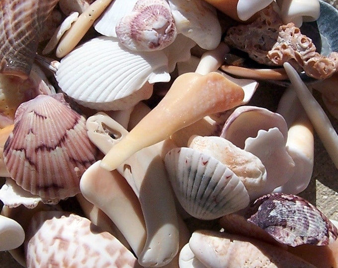 Tiarella Stictica Mitra Shell Approx. 1-1/2/40mm. F Specimen Collector ...