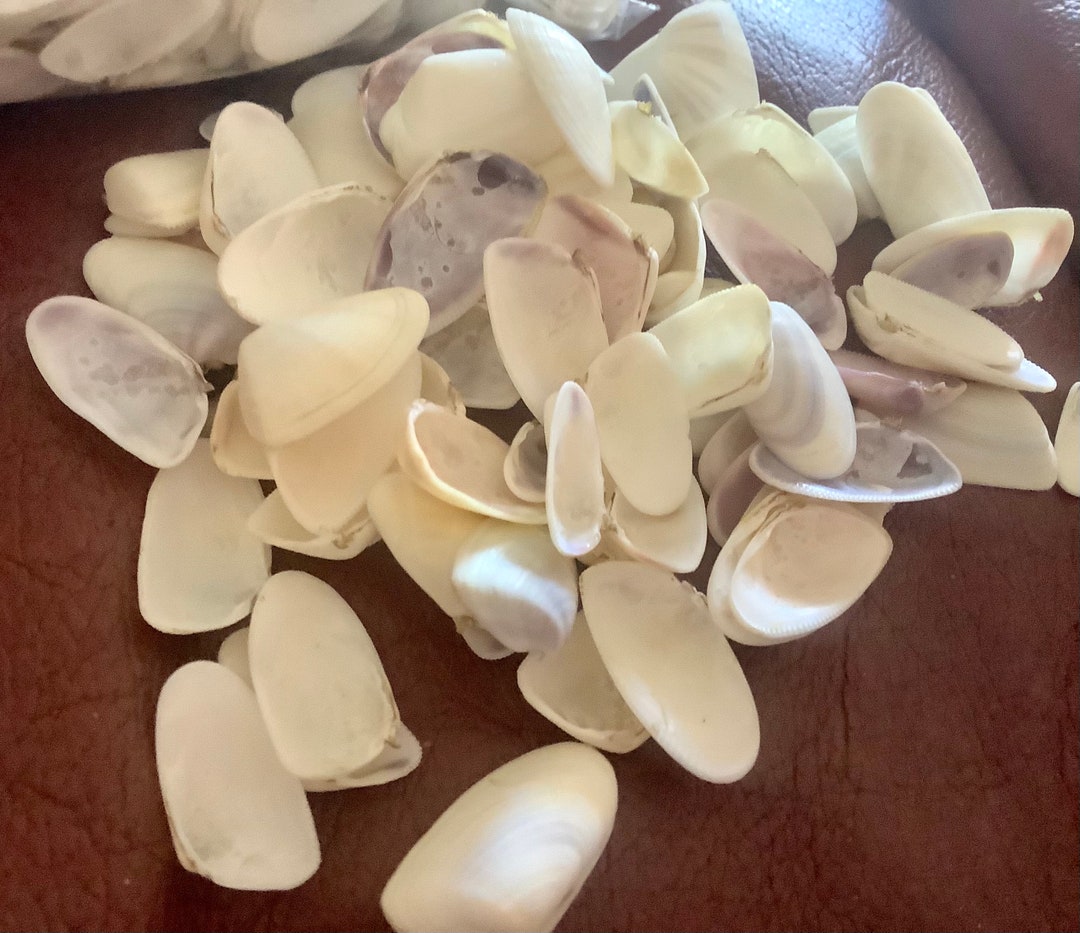 Coquina Sea Shells From the Gulf of Mexico, 9 Ounce Bag as Pictured - Etsy