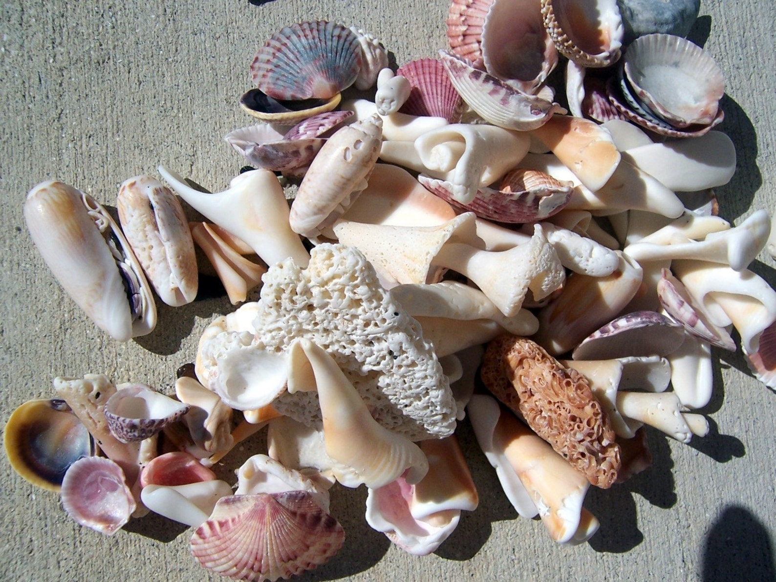Sea Shells From the Gulf of Mexico, Several Size Options - Etsy