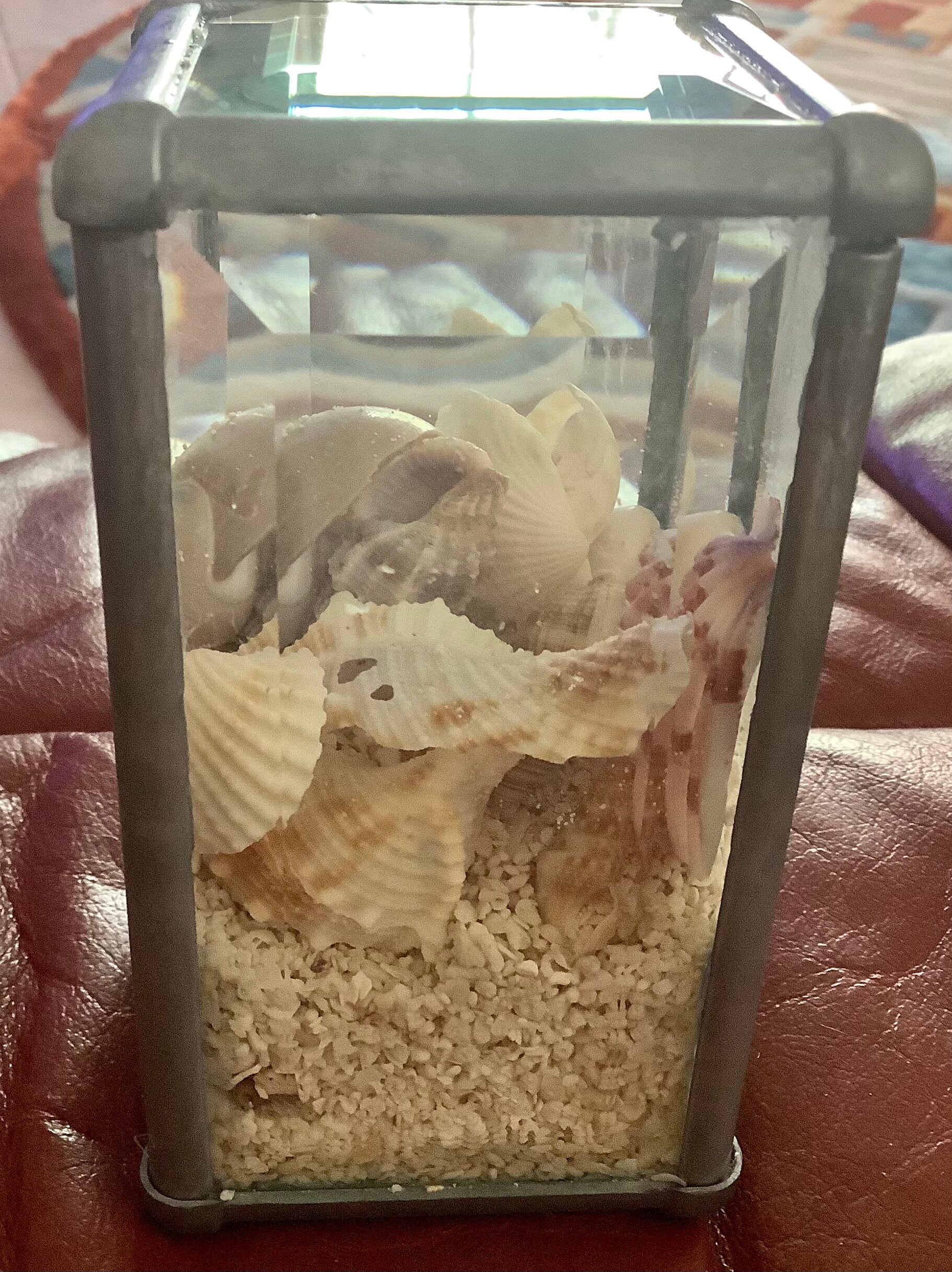 Vintage Sea Shell Cut Glass Container 4 by 2 Tropical - Etsy.de