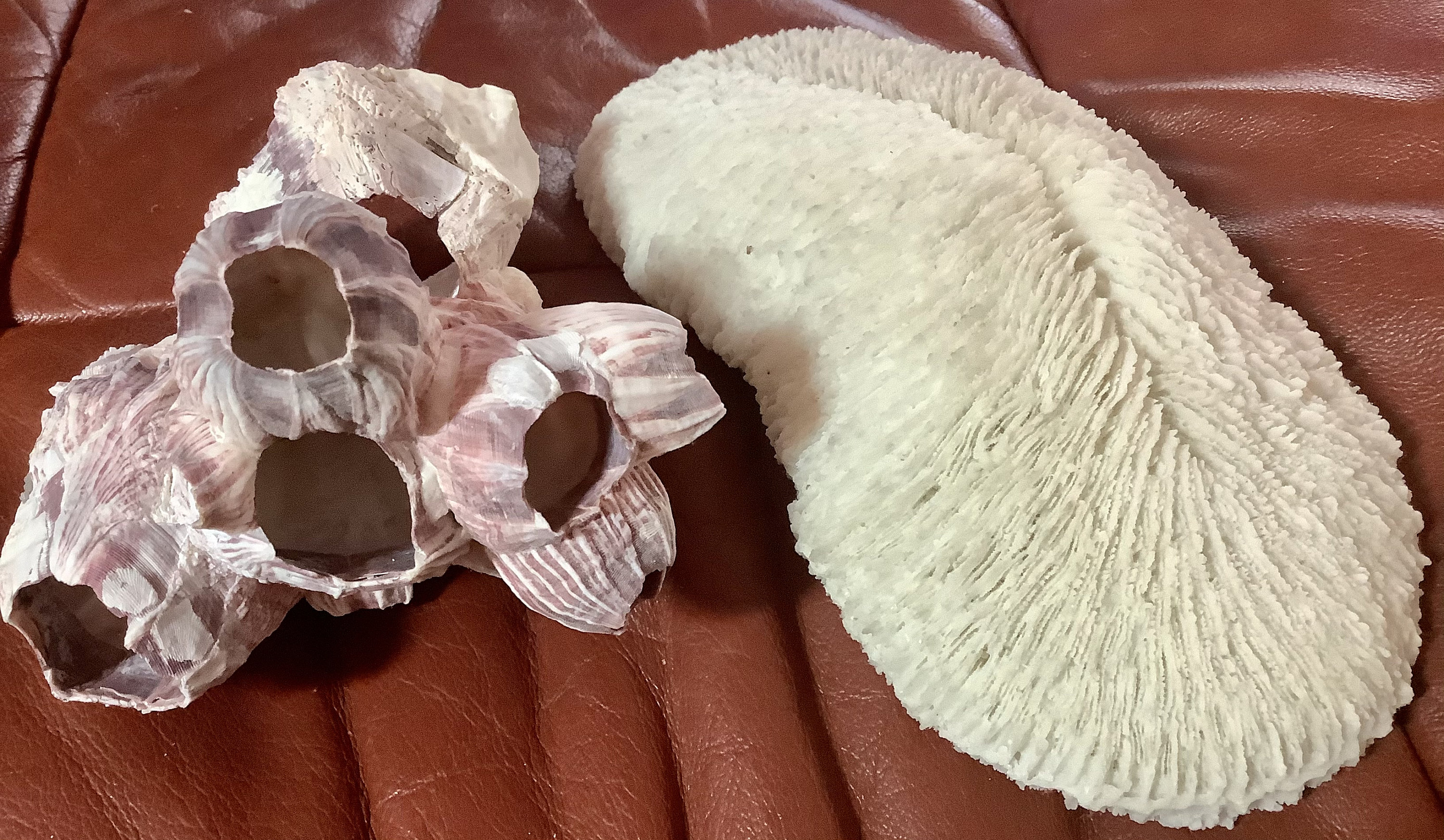 White Coral Pink Sea Shell 8 Long by 4 Tropical Coastal - Etsy UK