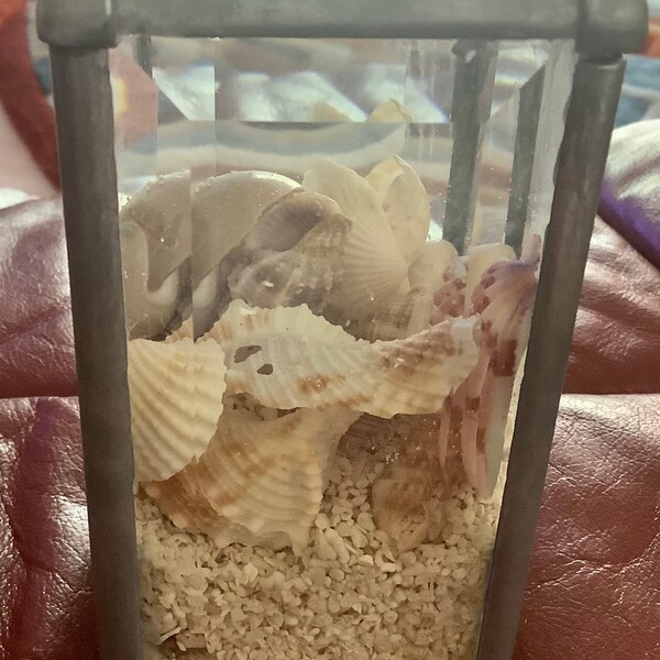 Shell Container - Etsy