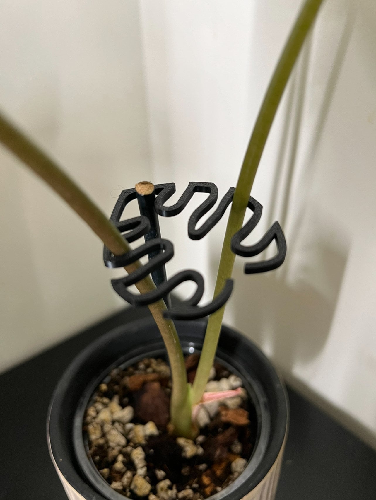 Pack of 6 Monstera Leaf Plant Fastener Support | Multiple Sizes | Plant ...