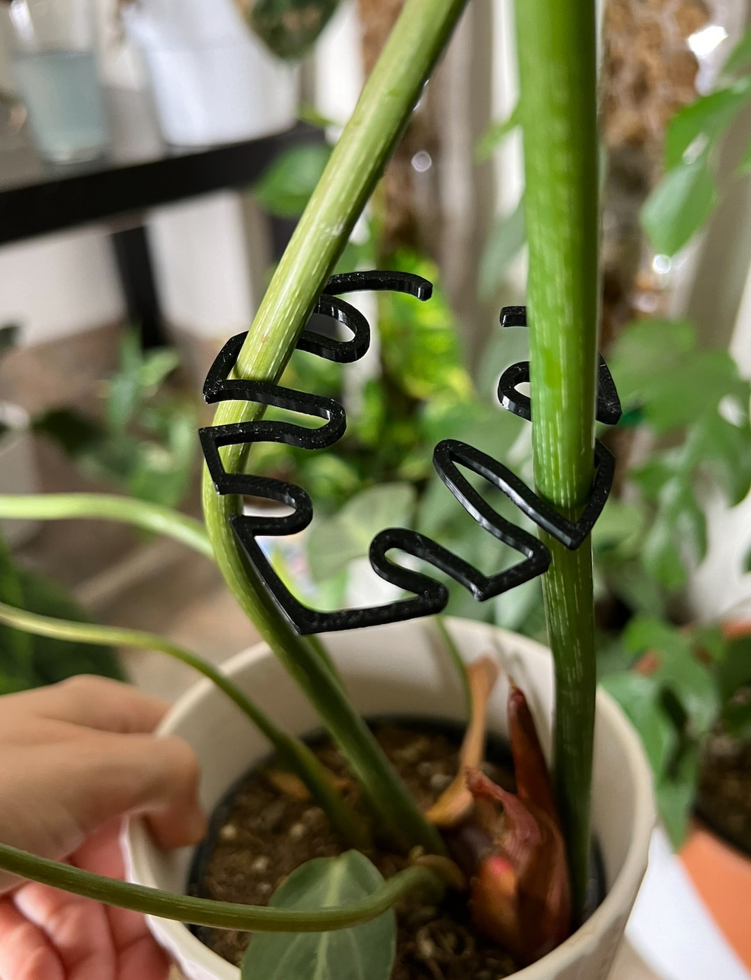 Pack of 6 Monstera Leaf Plant Fastener Support | Multiple Sizes | Plant ...