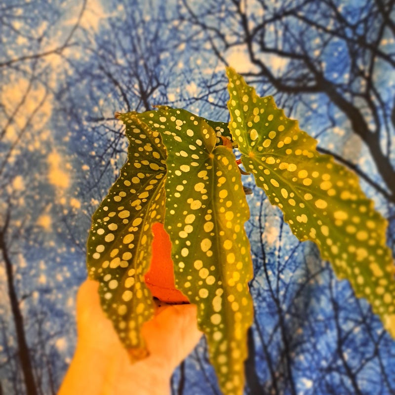 Begonia Moonlight Butterfly Plants - Etsy