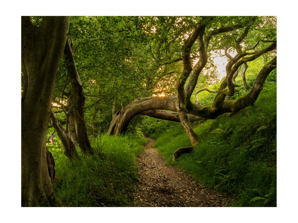 The Tree... a Beautiful Arching Tree in Pencoed, Wales - Etsy