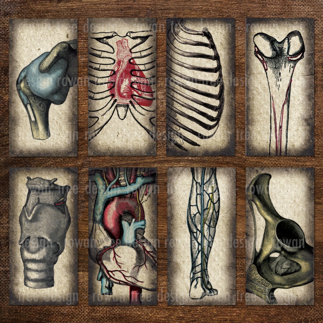 ANATOMICAL DIAGRAMS Digital Collage Sheet 1x2in - No. 0118 - Etsy