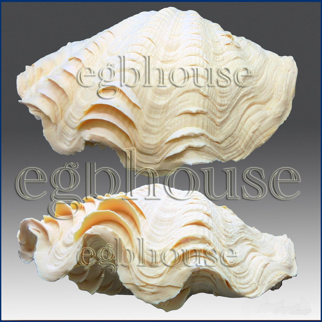 3D Silicone Soap/polymer/clay/cold Porcelain Mold-fluted Giant Clam ...