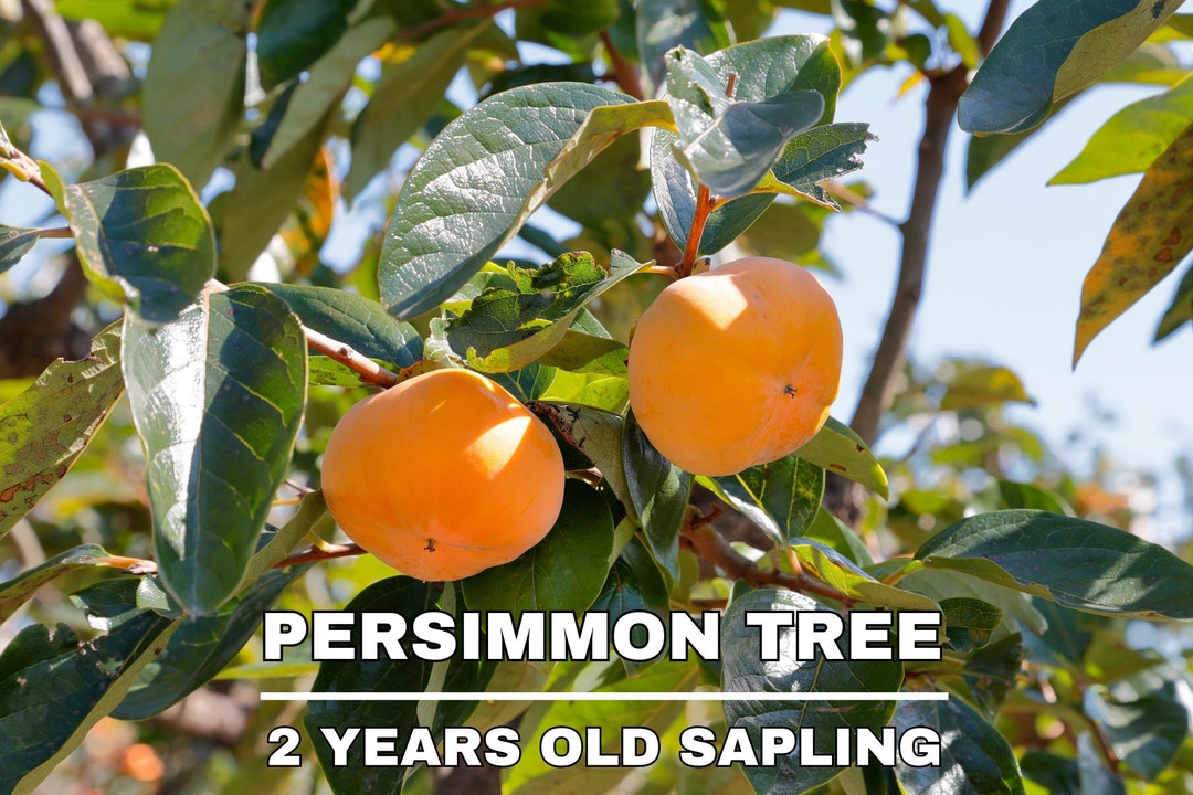 Persimmon Sapling, Grafted Ready for Planting, Tubed Soiled, 2 Years ...