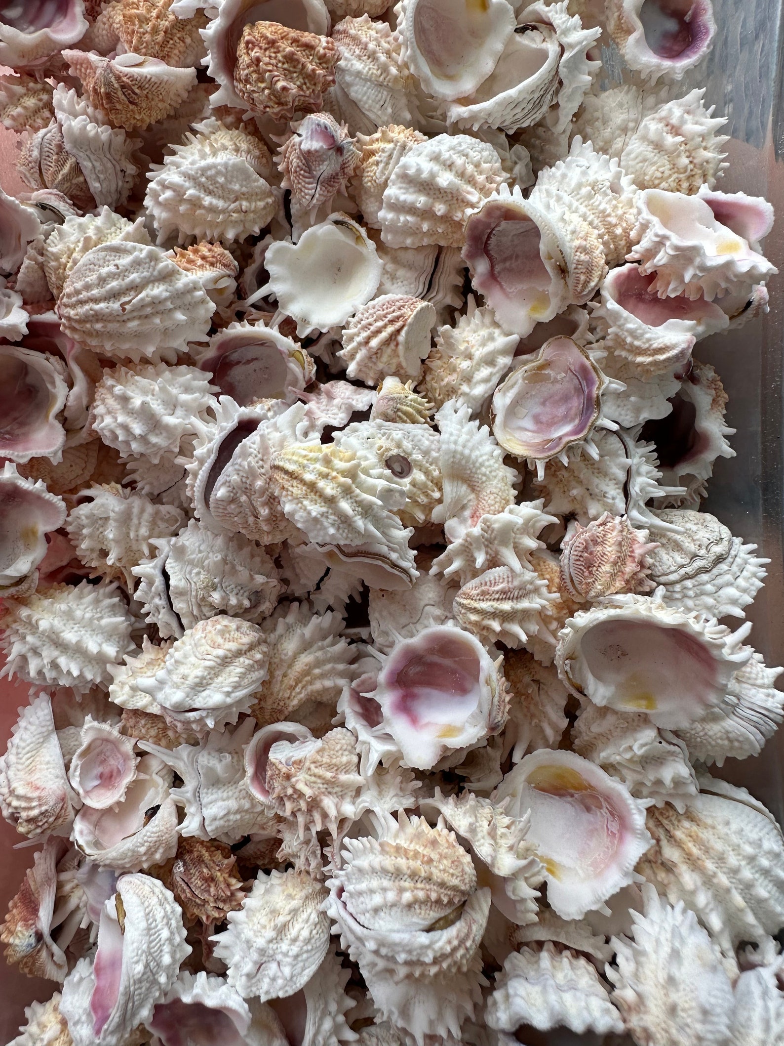 Spiny Jewel Box Sea Shells Hinged (2 Pieces) Sea Shells, Florida ...