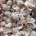 Spiny Jewel Box Sea Shells Hinged (2 Pieces) Sea Shells, Florida ...