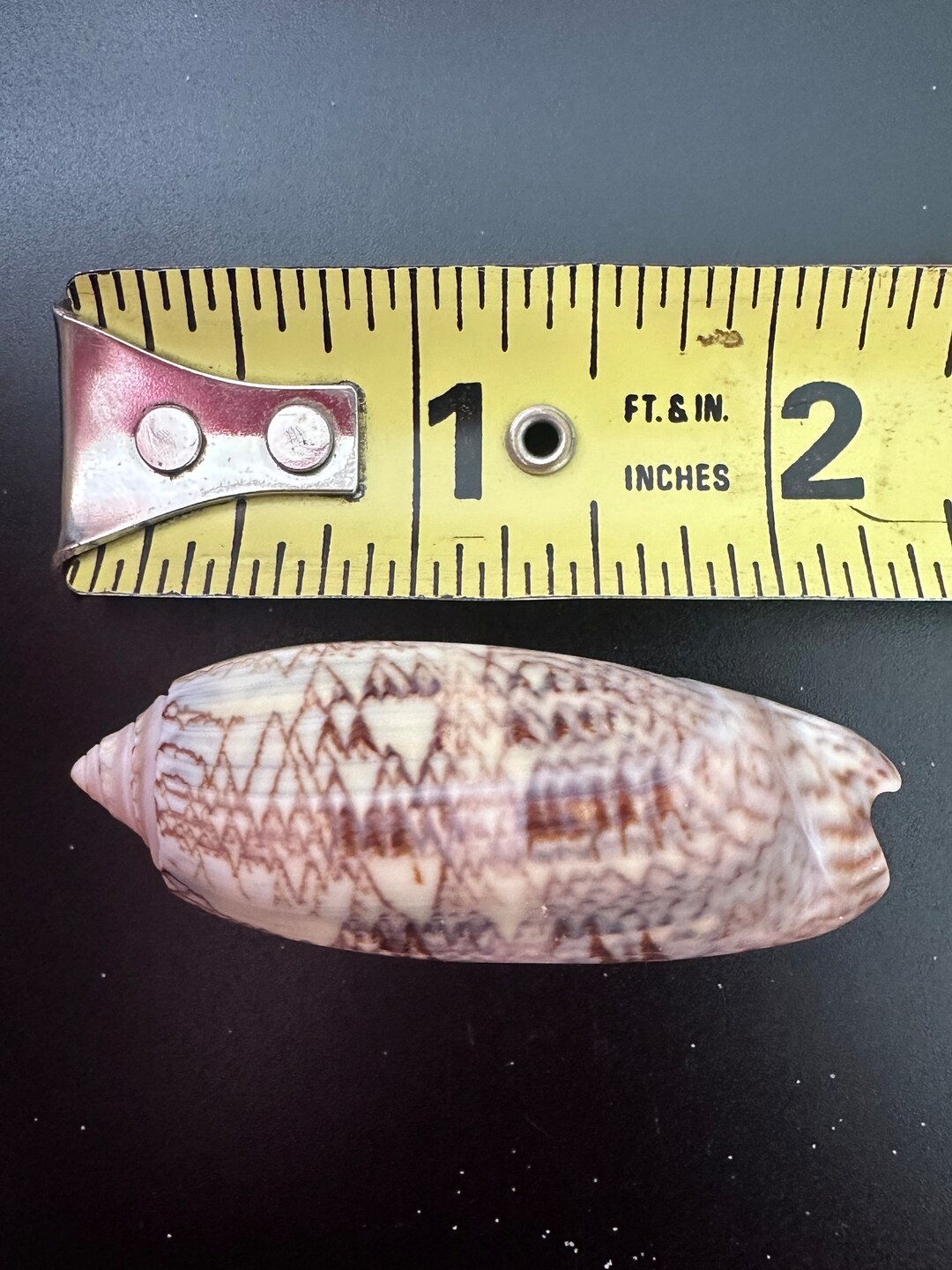 Lettered Olive Sea Shells, (5pcs) Florida Seashells, SWFL Shells, Gulf ...