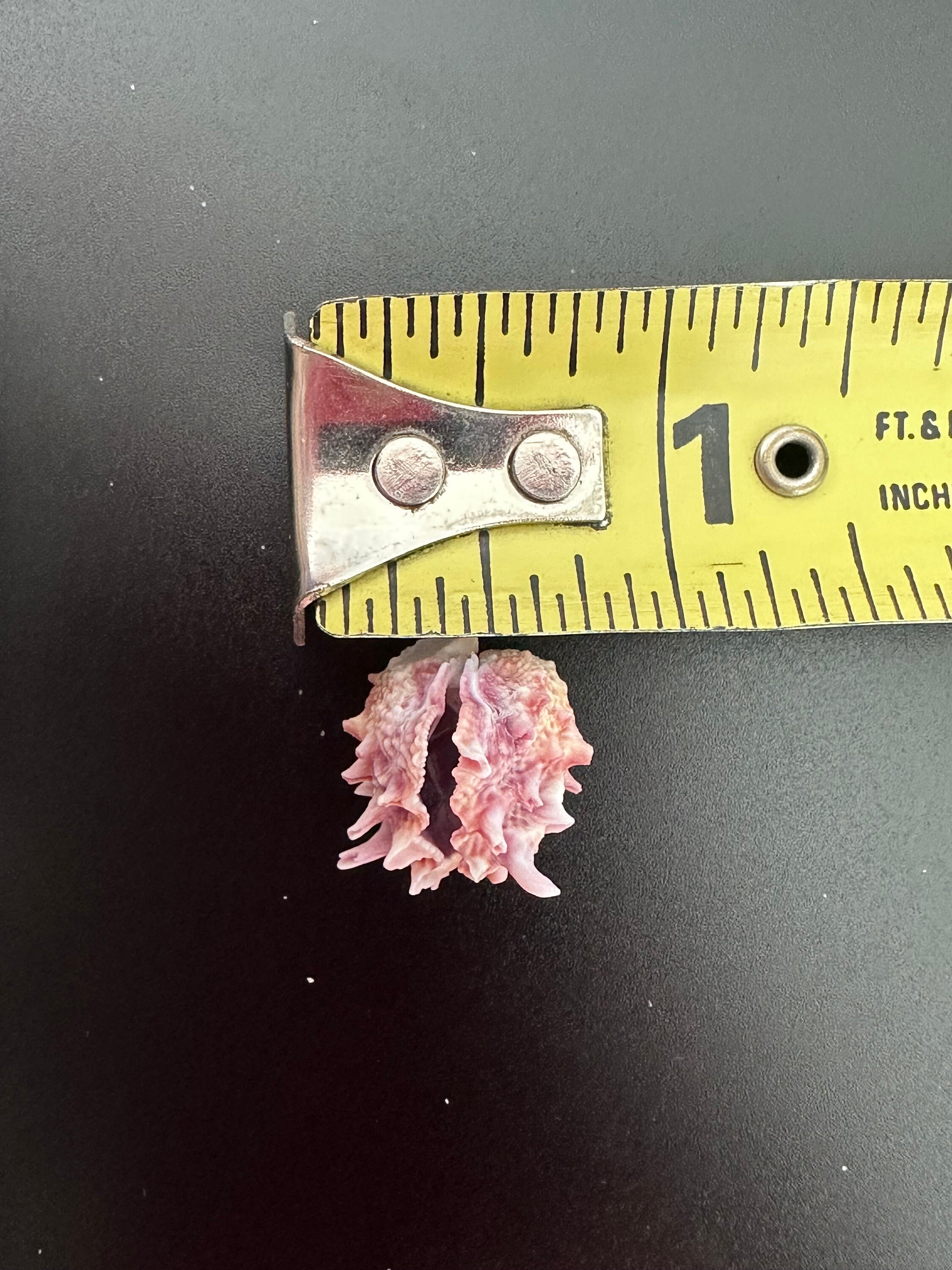 Spiny Jewel Box Sea Shells Hinged (2 Pieces) Sea Shells, Florida ...