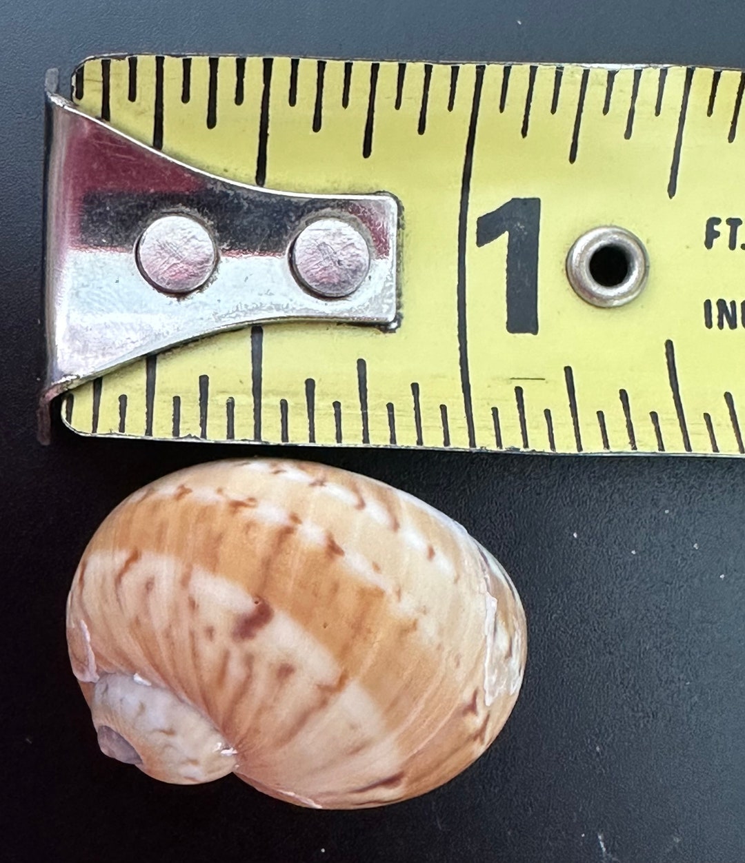 Gaudy Natica or Colorful Moon Shells , Florida Seashells, SWFL Shells ...