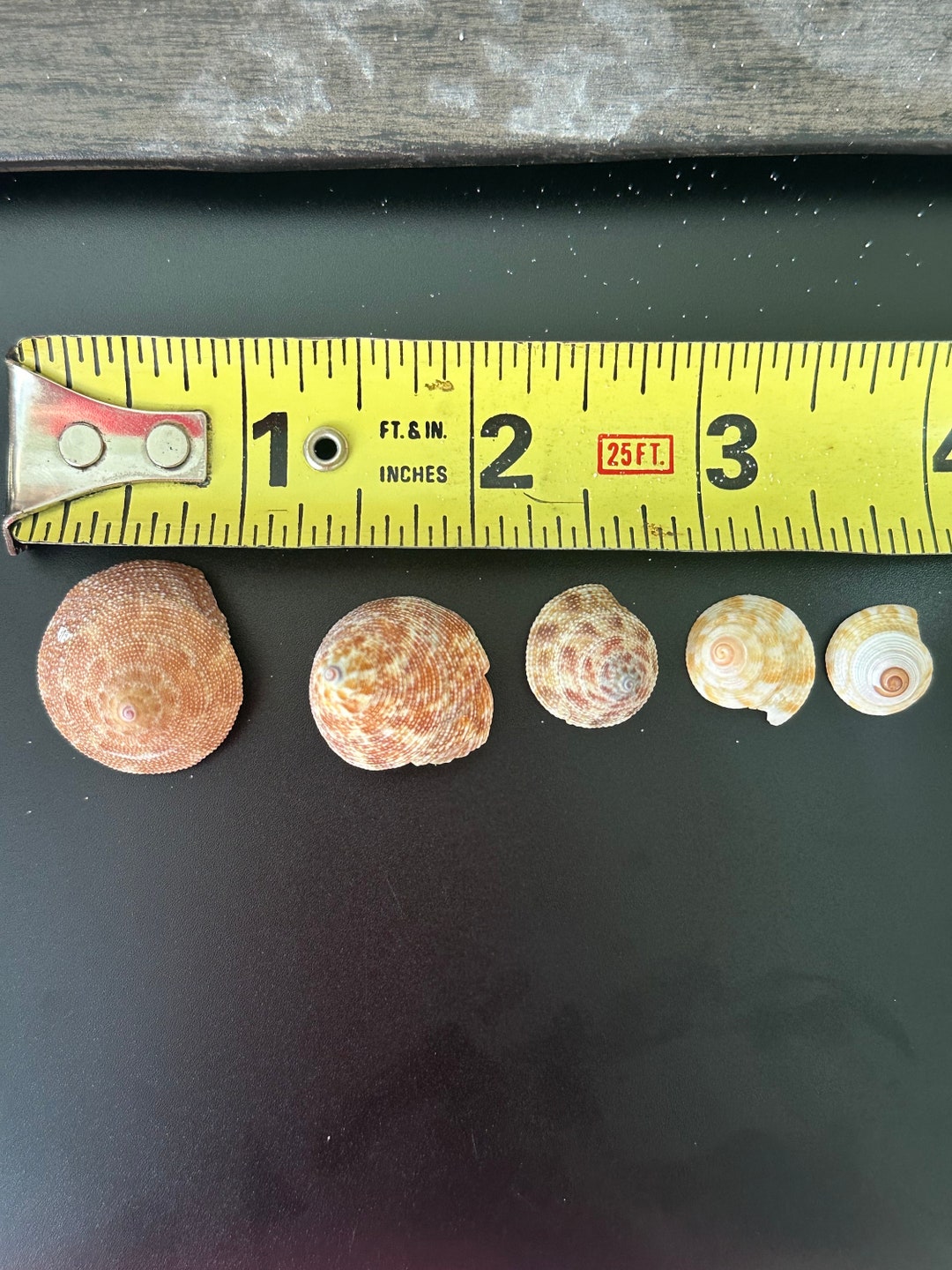 Top Shell, Trochus Sea Snail Shell, (10 Pcs) SWFL Shells, Gulf Shells ...