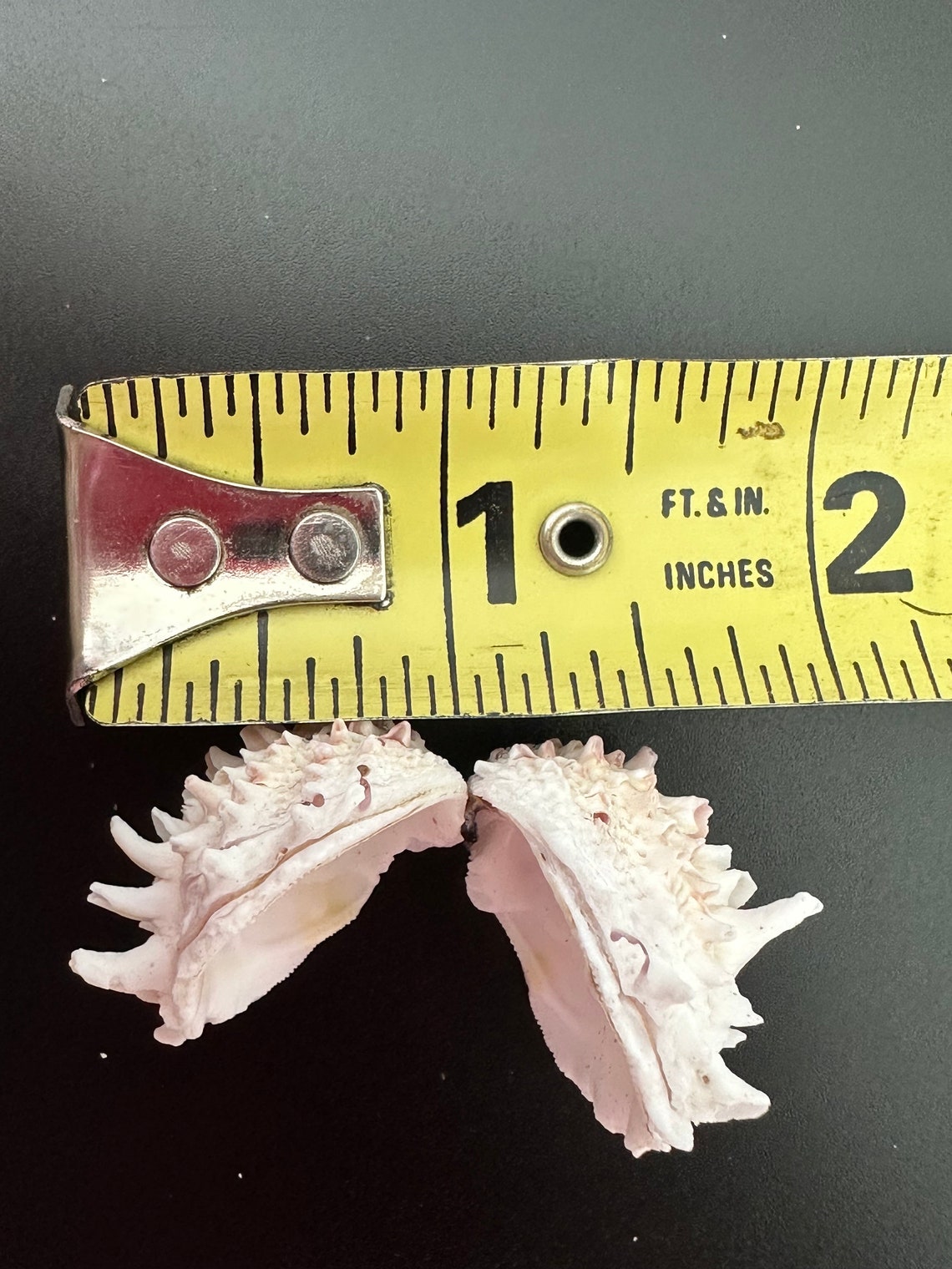 Spiny Jewel Box Sea Shells Hinged (2 Pieces) Sea Shells, Florida ...