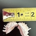 Spiny Jewel Box Sea Shells Hinged (2 Pieces) Sea Shells, Florida ...