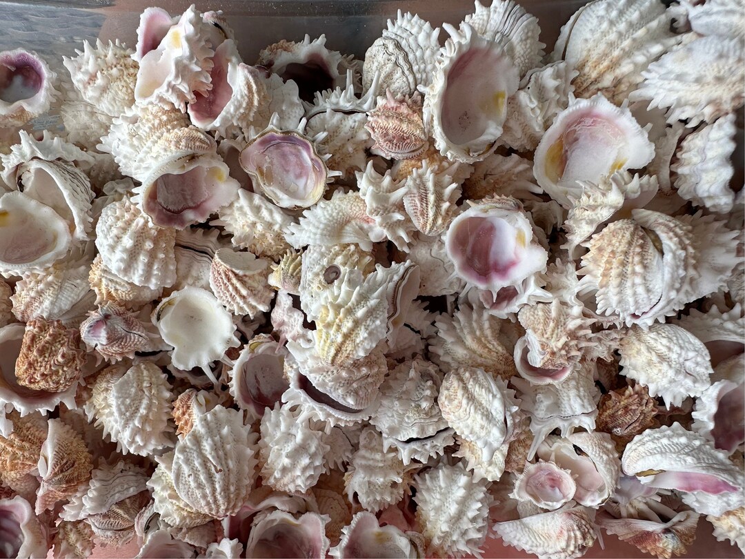 Spiny Jewel Box Seashells Unhinged (6 Pcs) - Etsy