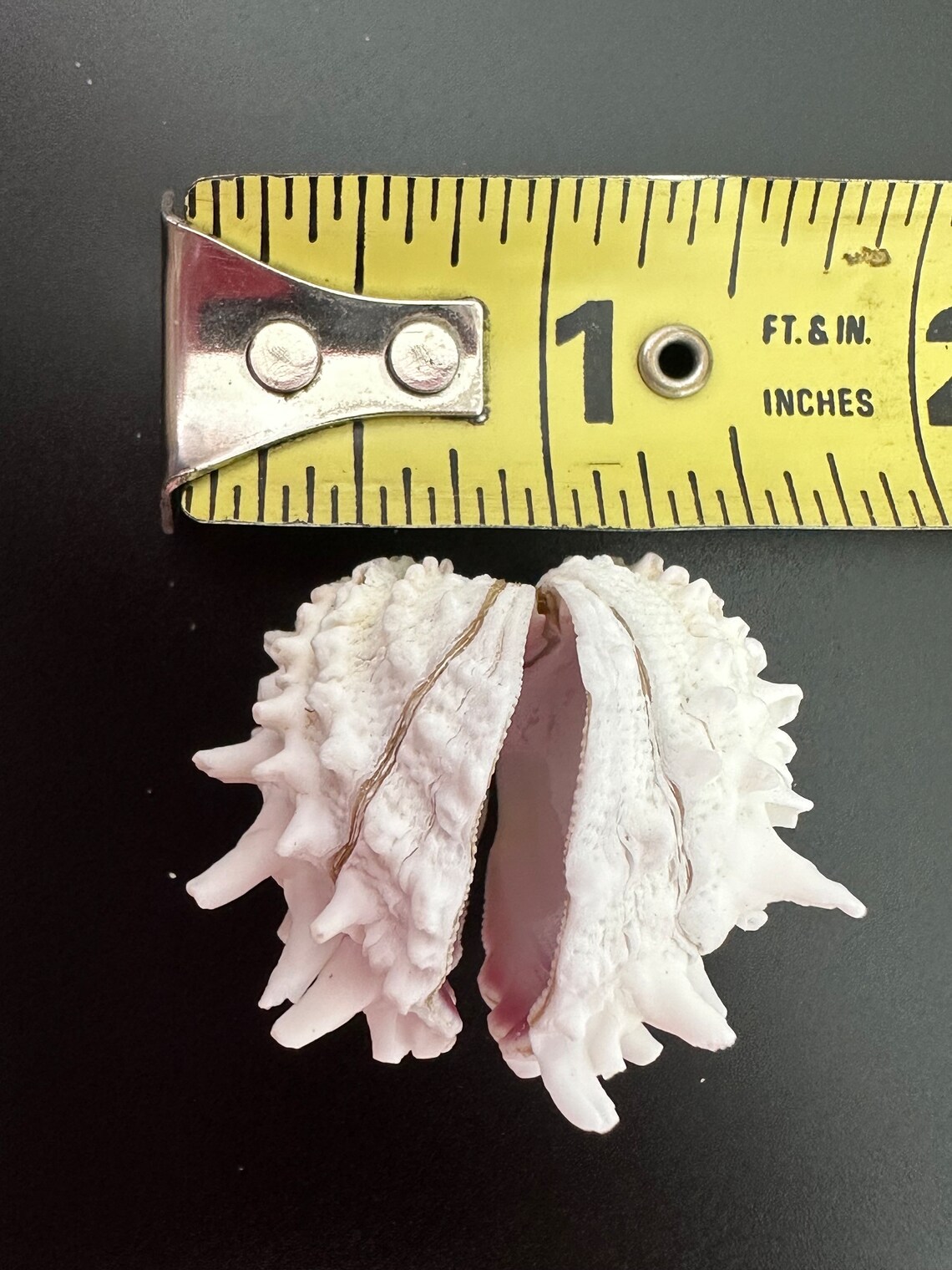 Spiny Jewel Box Sea Shells Hinged (2 Pieces) Sea Shells, Florida ...
