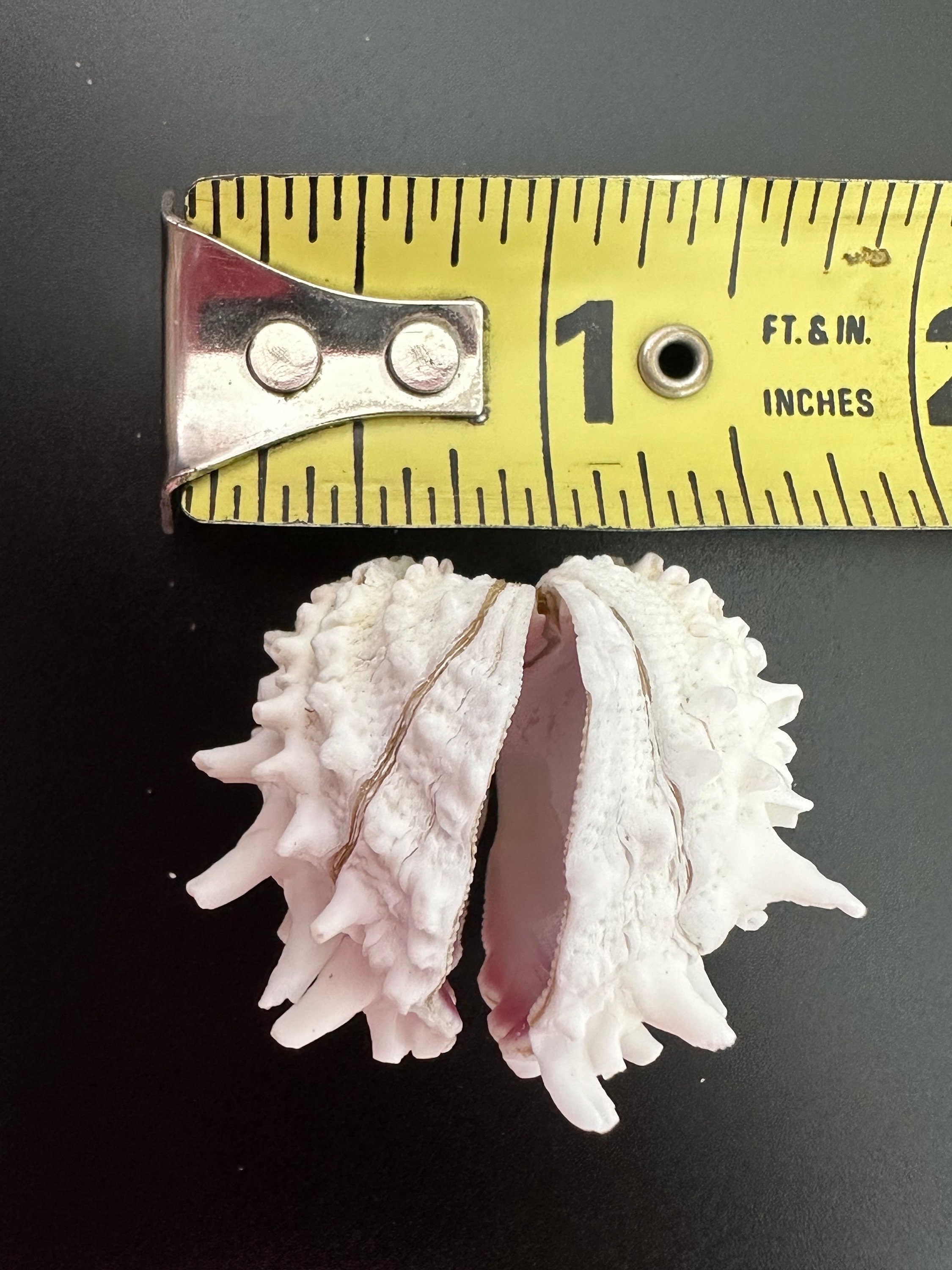 Spiny Jewel Box Sea Shells Hinged (2 Pieces) Sea Shells, Florida ...