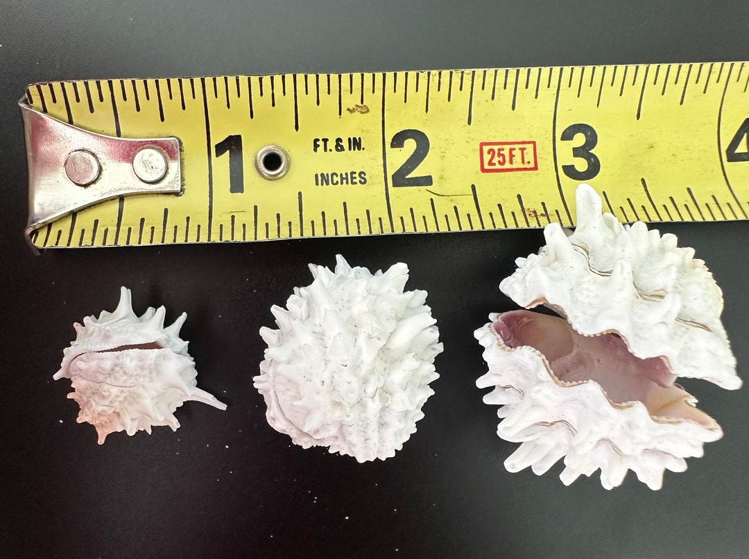 Spiny Jewel Box Sea Shells Hinged (2 Pieces) Sea Shells, Florida ...
