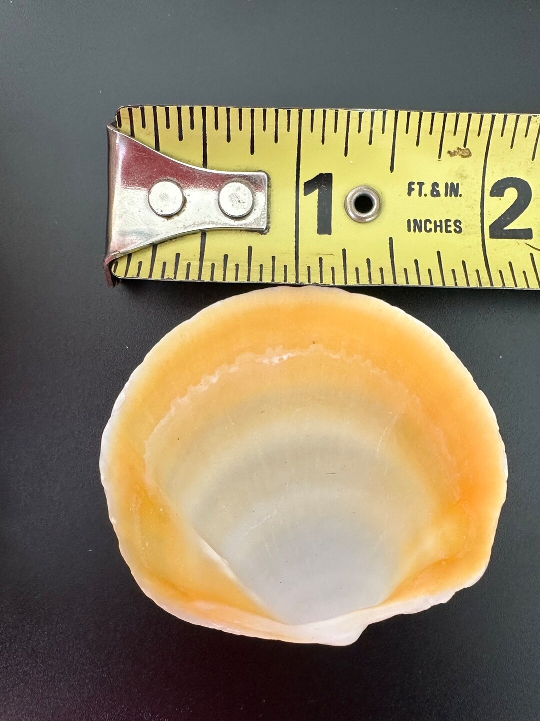 Buttercup Lucine Florida Seashells (5 Pcs or BULK), SWFL Shells, Gulf ...