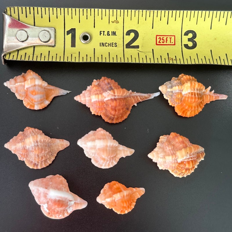 Murex Shell - Etsy