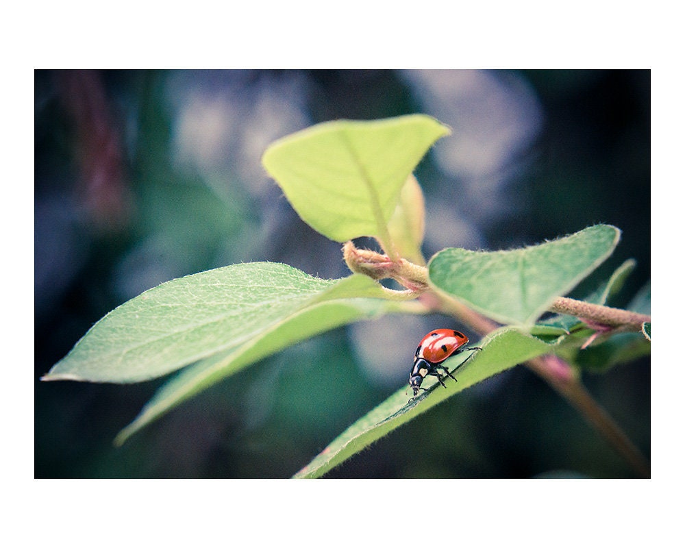 Ladybug Photo - Ladybird Art - Lady Bug Art - Beetle Art - Nature Photo ...