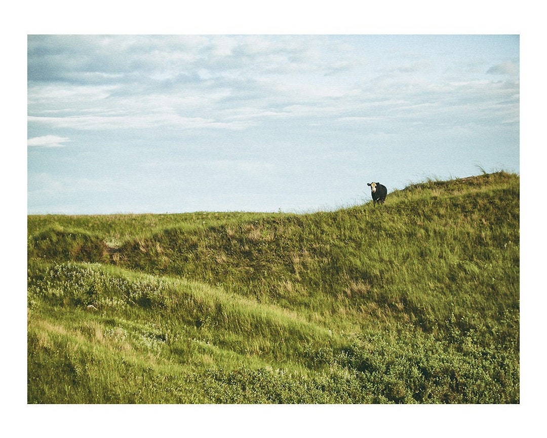 North Dakota Cow Photograph – Green & Blue Landscape Art Print - Etsy