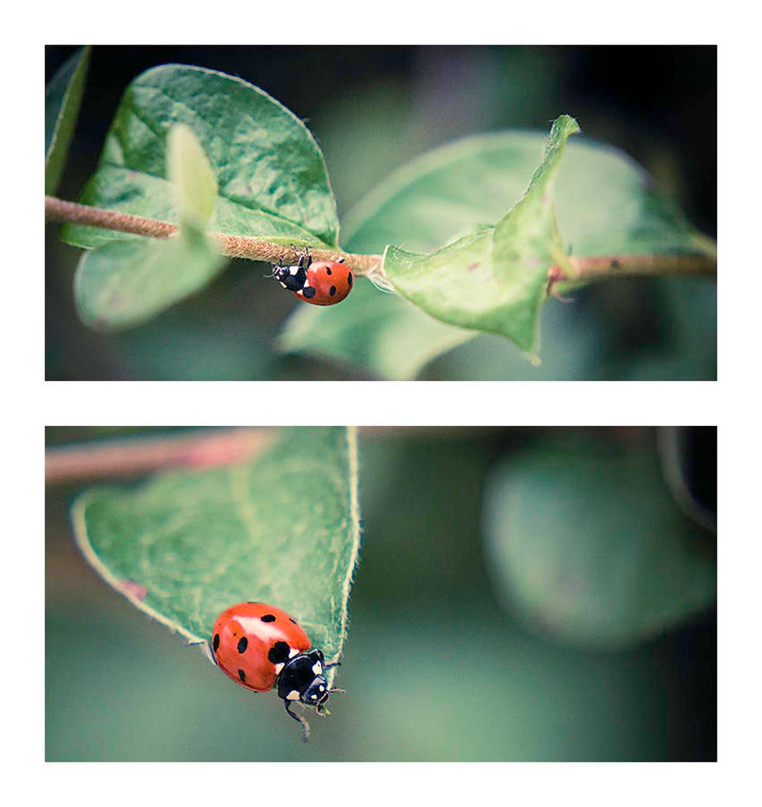 Ladybug Photos - Ladybird Art - Lady Bug Art - Nature Photo - Green Art ...