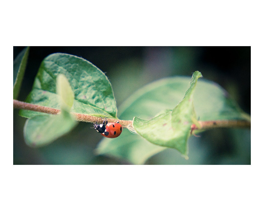 Ladybug Photo - Ladybird Art - Lady Bug Art - Nature Photo - Green Art ...