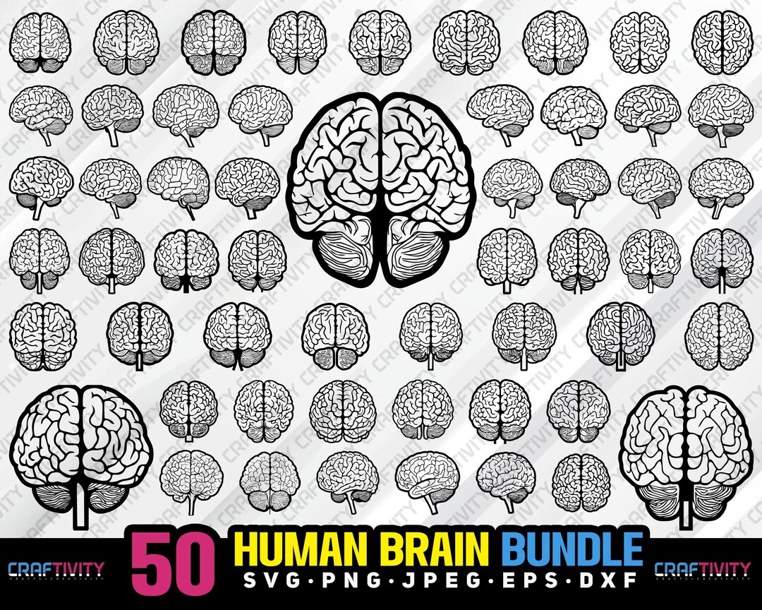 Human Brain Clipart Bundle, Anatomy SVG PNG (digital Download) - Etsy ...