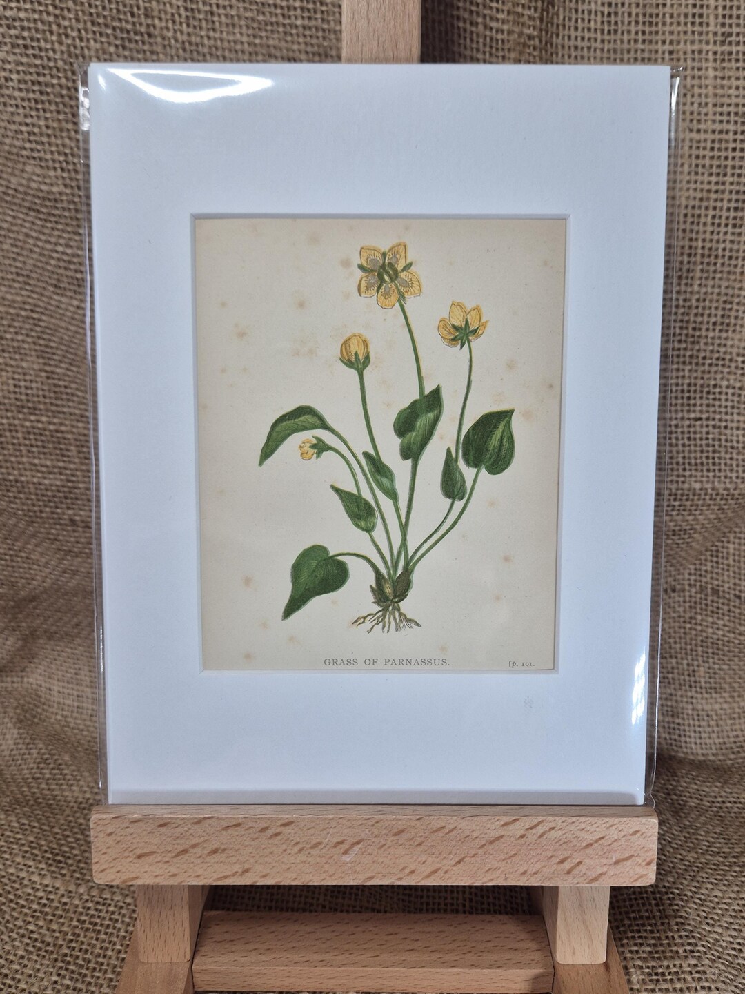Antique Grass of Parnassus Floral Print From Anne Pratt's Wild Flowers ...