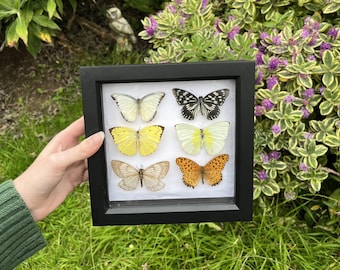 Unique Pinned & Pressed Insect Taxidermy Arrangements - Etsy