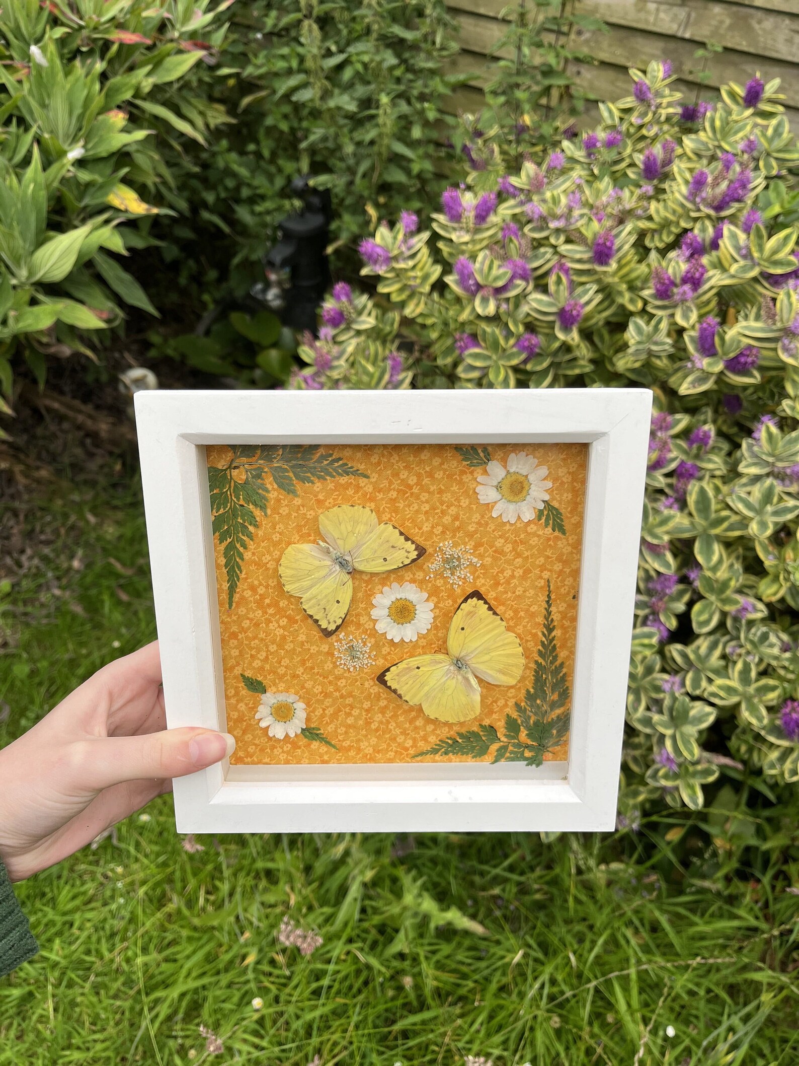 Unique Pinned & Pressed Insect Taxidermy Arrangements - Etsy